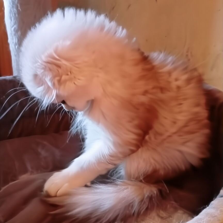 Шотландский вислоухий короткошёрстный котёнок