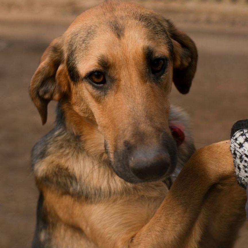 Взрослый пёс в добрые руки