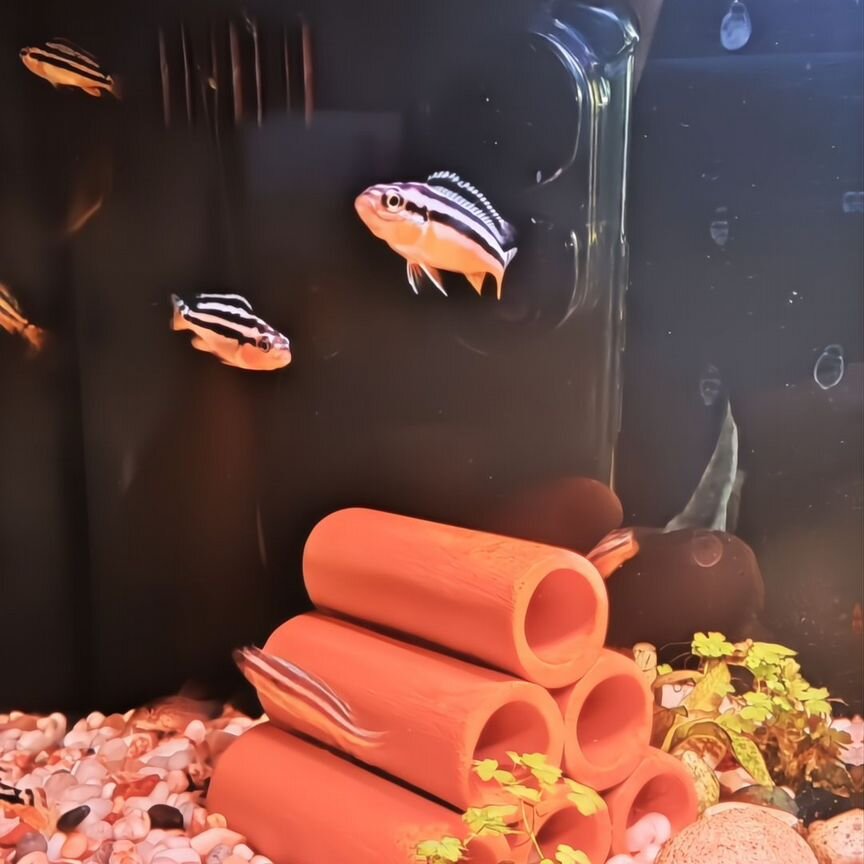 Рыбки цихлиды