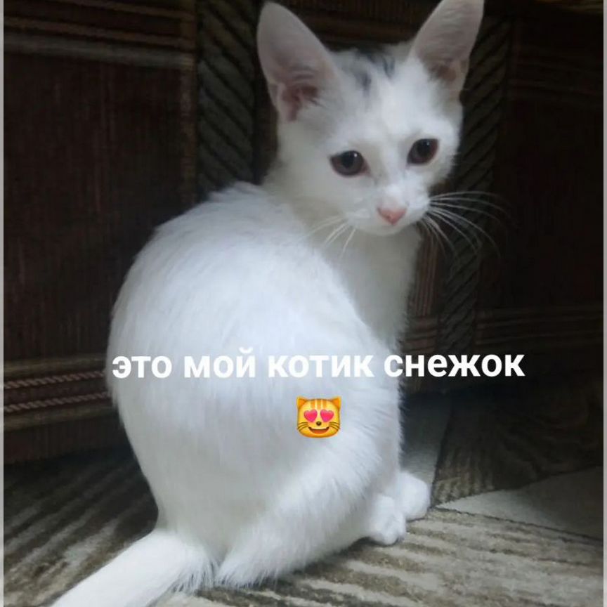 Котёнок в добрые руки