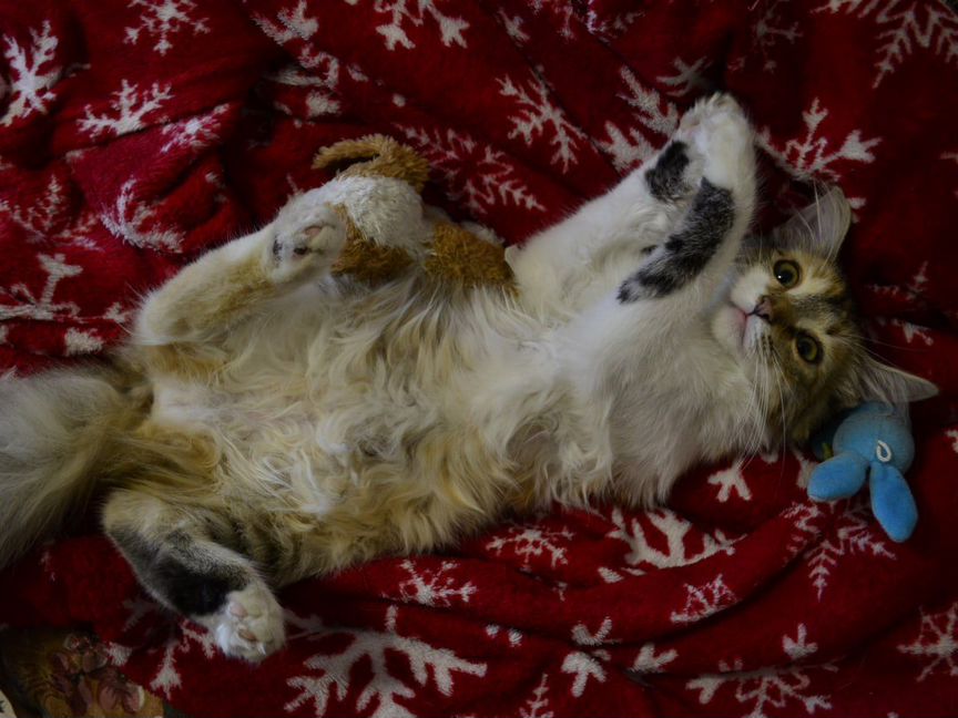 Отдаю котёнка в добрые руки