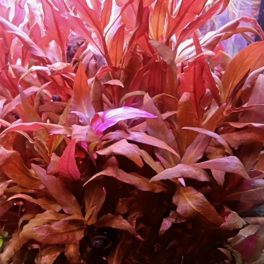 Аквариумное растение