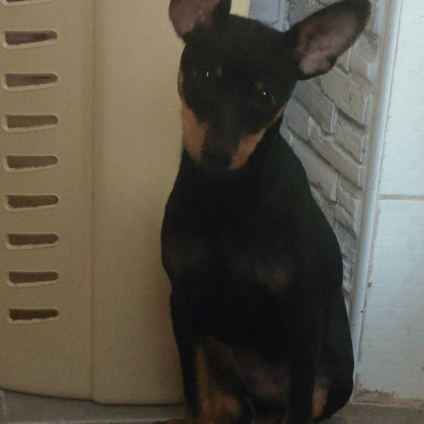 Русский той-терьер, щенок