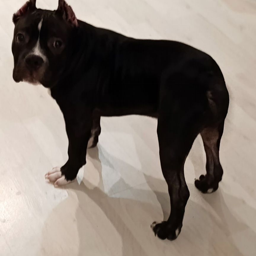 Американский булли, щенок