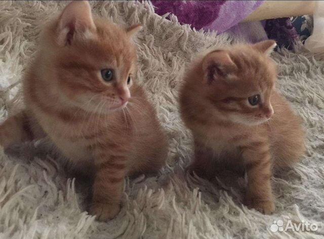 Котята курильский бобтейл чистокровные