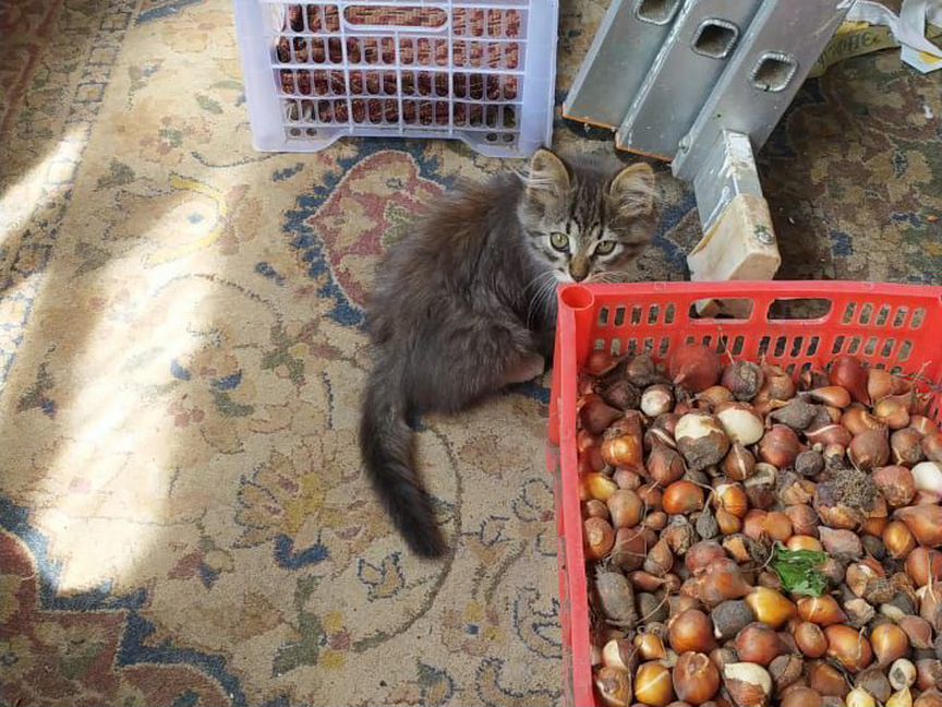 Милый мальчишка ищет дом