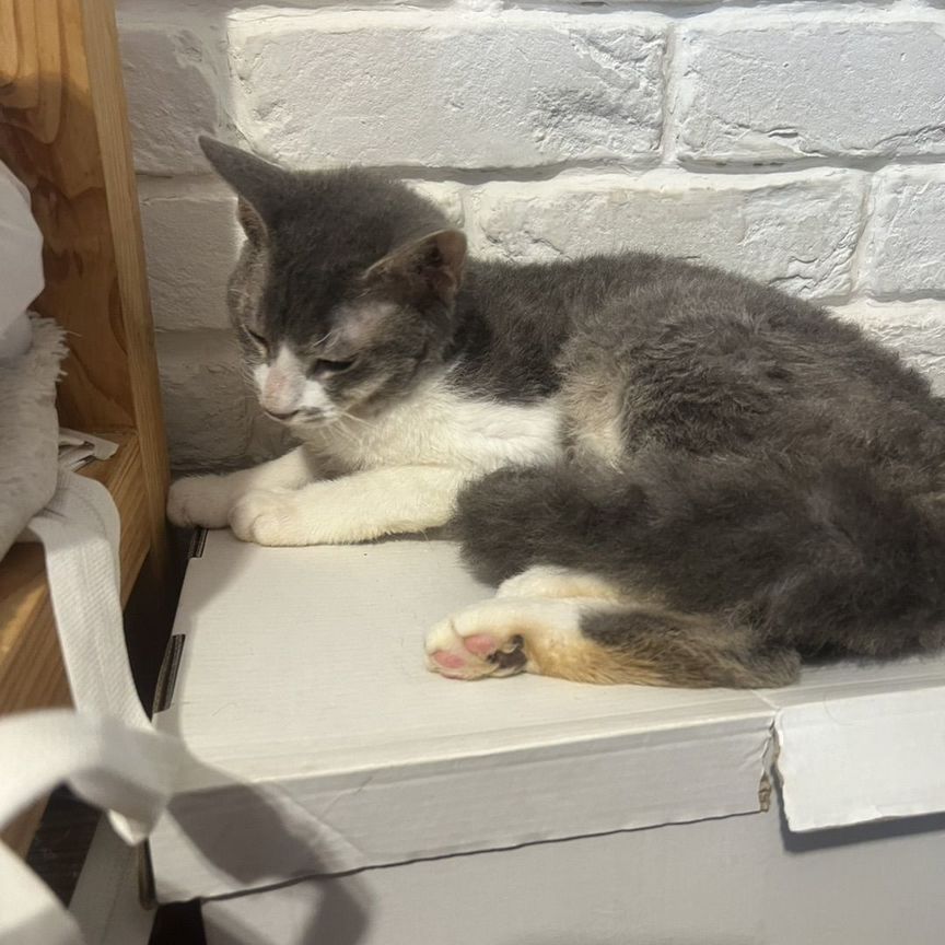 Канадский сфинкс котёнок