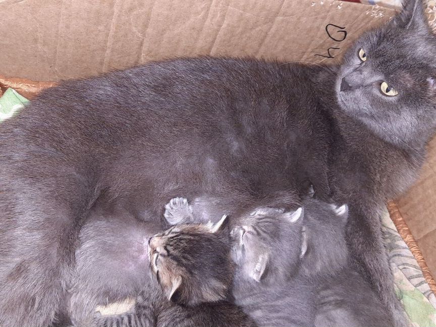 Котята в добрые руки