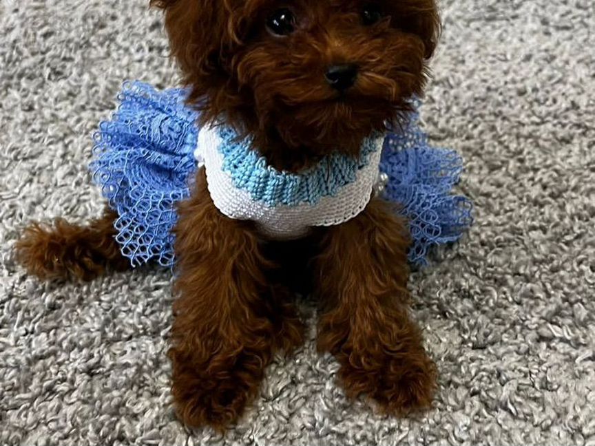 Тедди тикап мальтику из Китая девочка Импорт