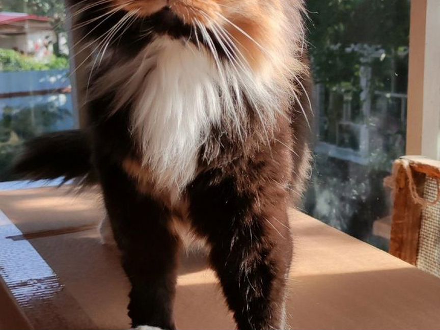 Шикарная Сонечка в дом