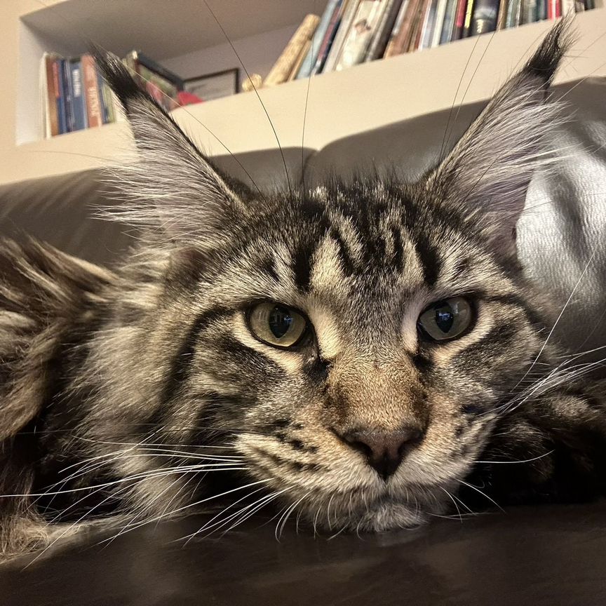 Кошки