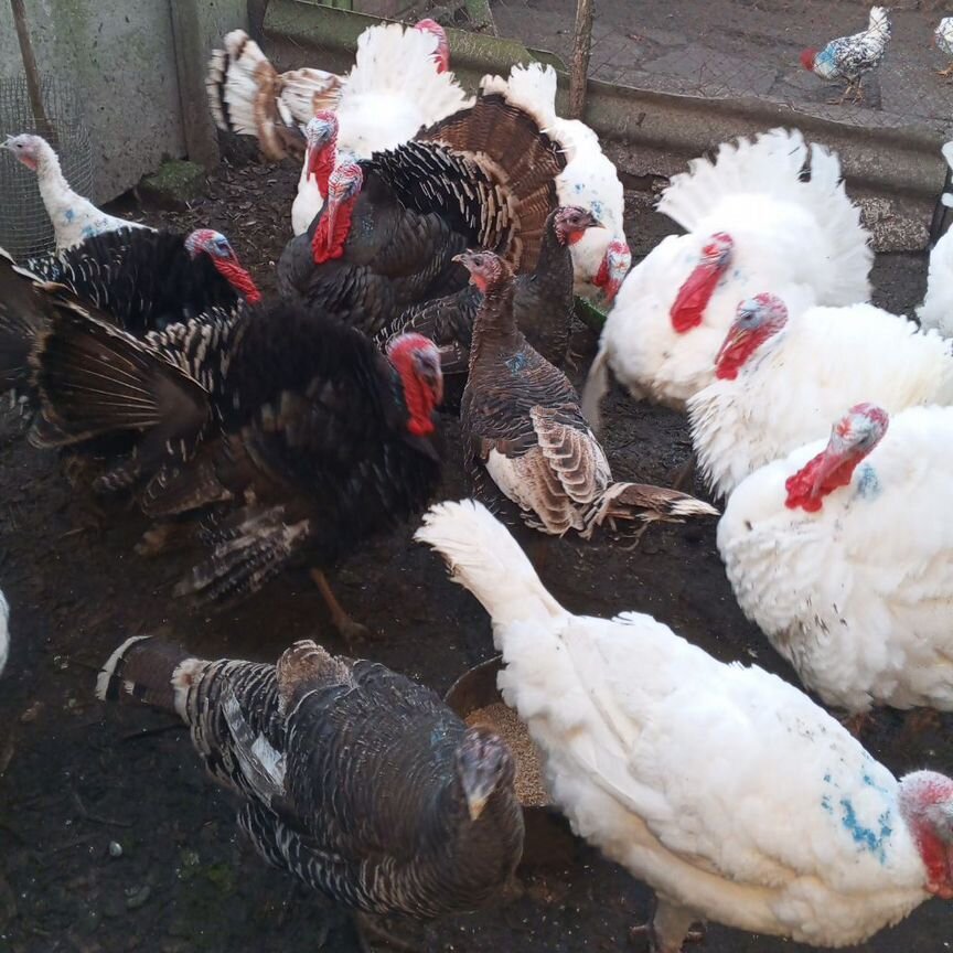 Продаются Индюки домашние