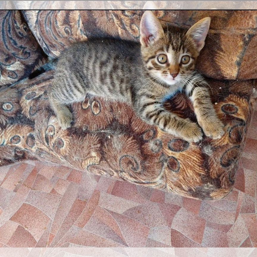 Котёнок в добрые руки