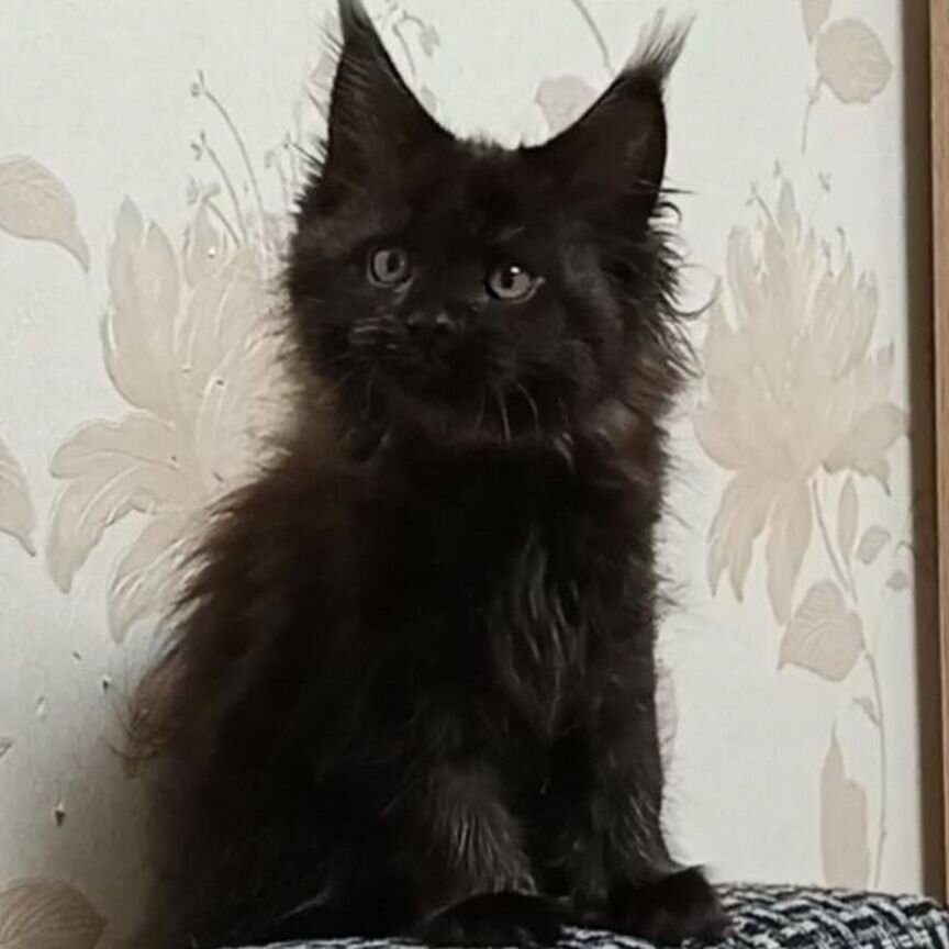 Мейн-кун котята