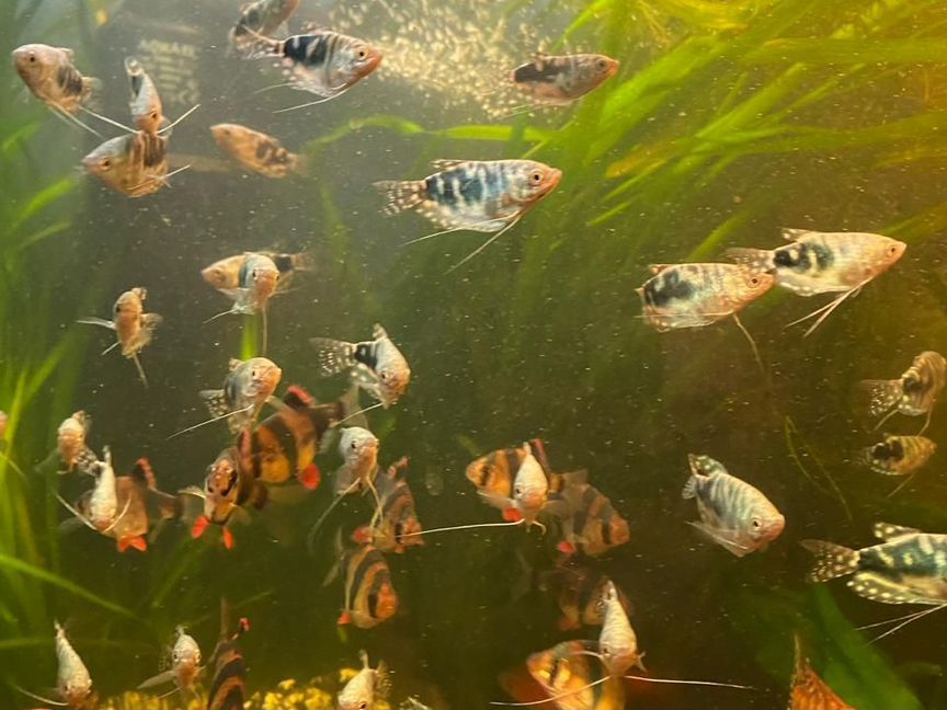 Аквариумные рыбки гурами