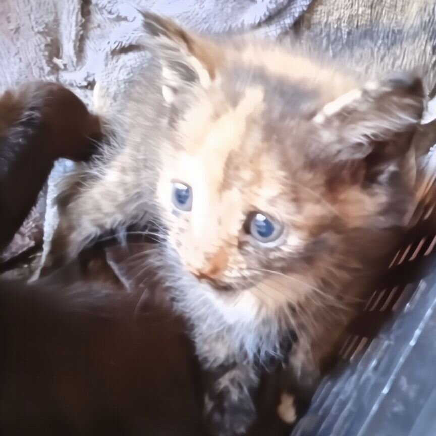 Котёнок в добрые руки