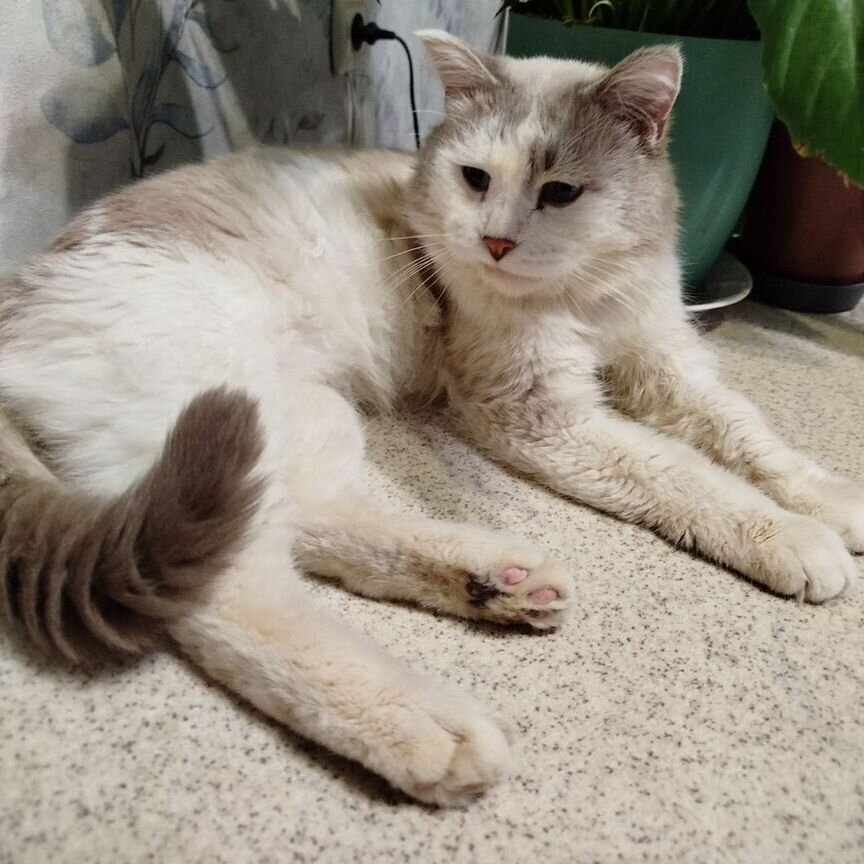 Котику нужен дом