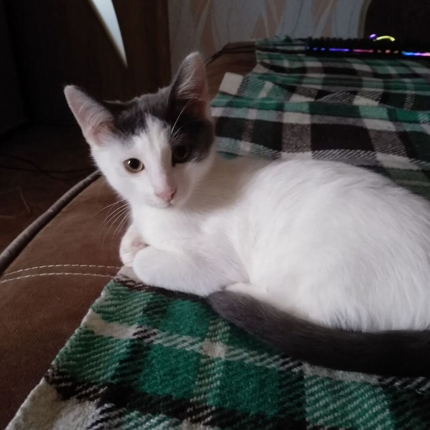 Котёнок в добрые руки