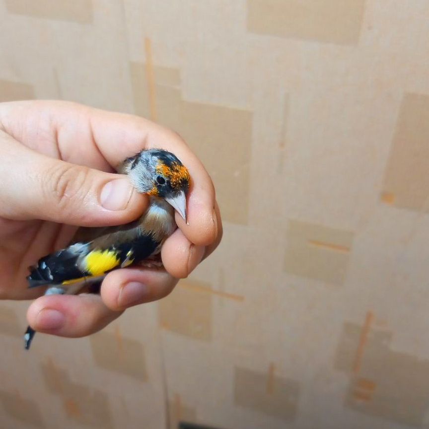 Щегол и клетка