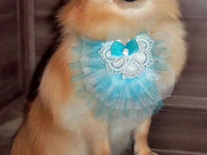 Померанский Немецкий Шпиц