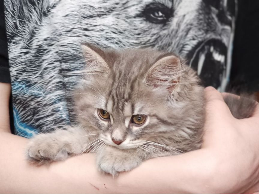 Котята