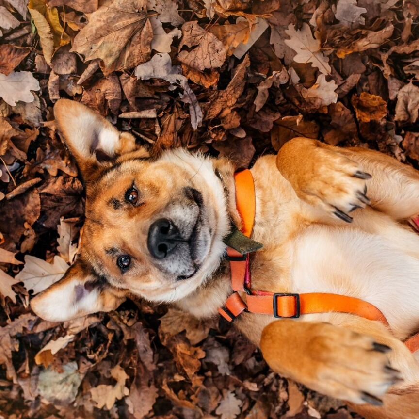 Собака в добрые руки