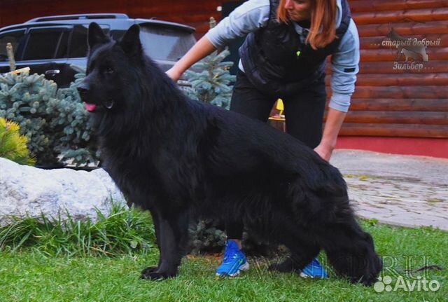 Щенки немецкой овчарки