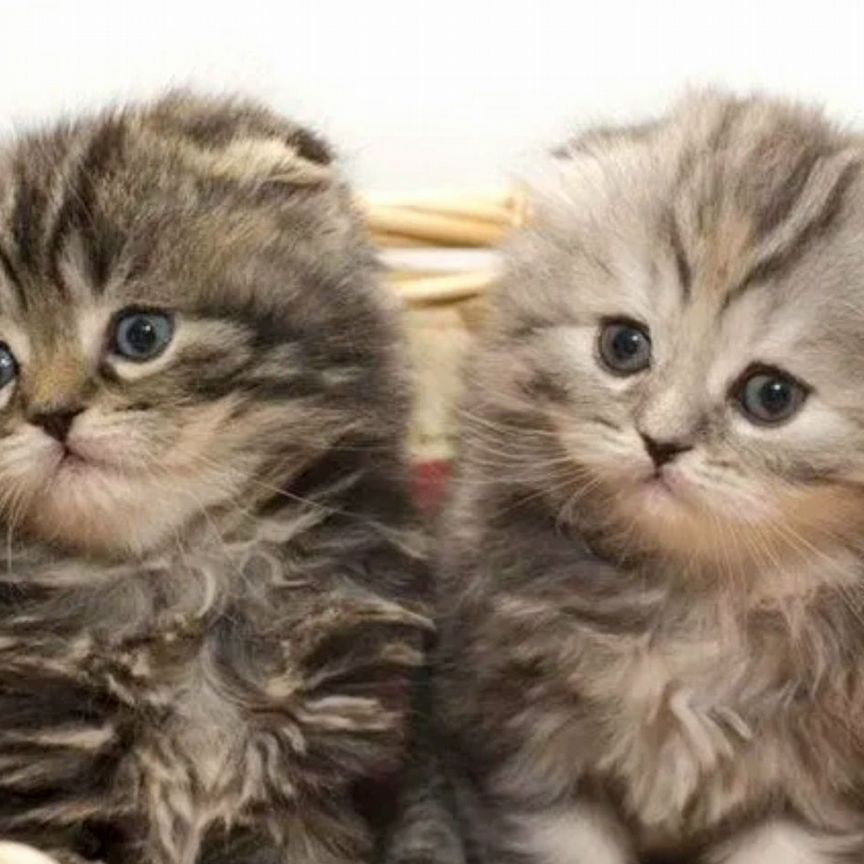 Шикарные Вислоухие Котятки)