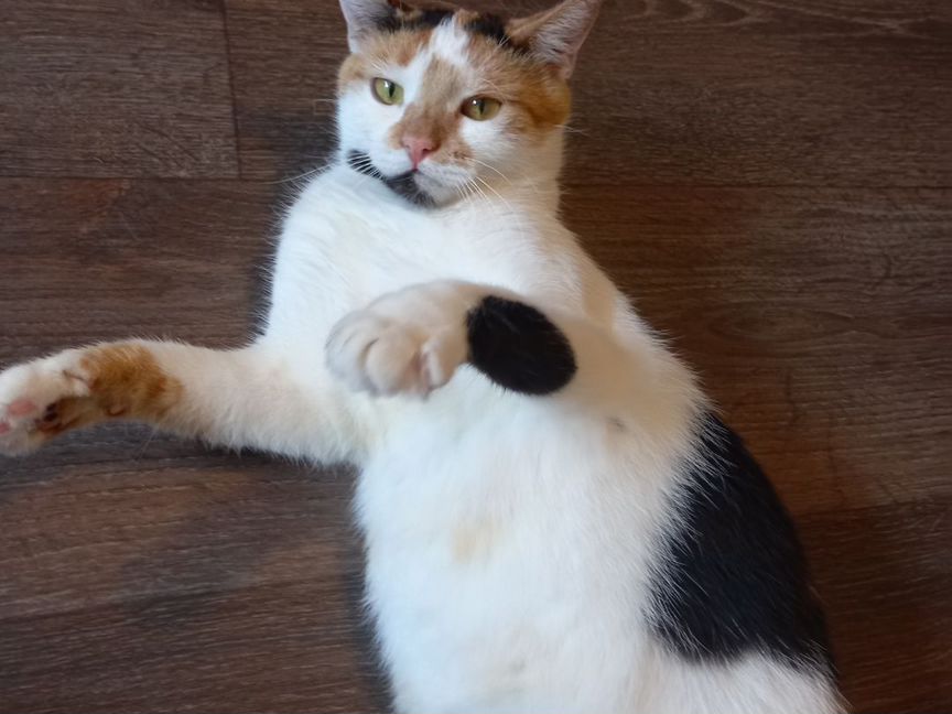 Кошки в очень добрые руки