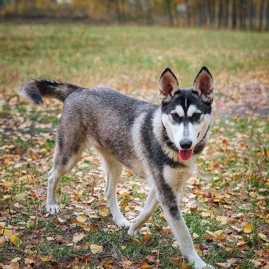 Мини хаски, отдам бесплатно в добрые руки