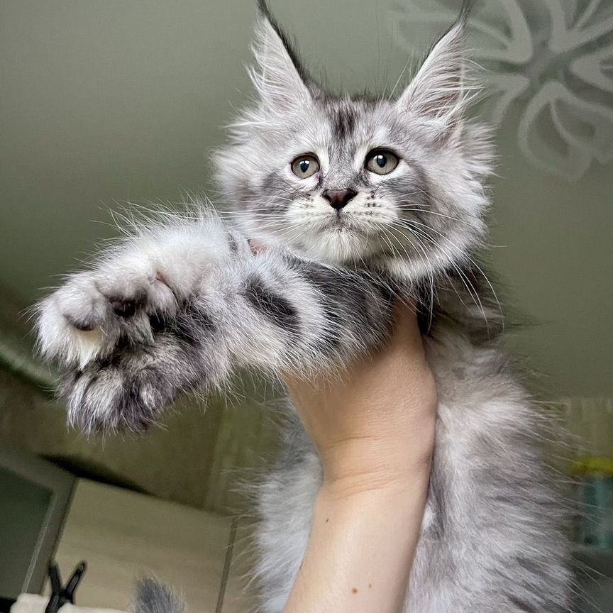 Котята мейн-кун серебряные черепашки