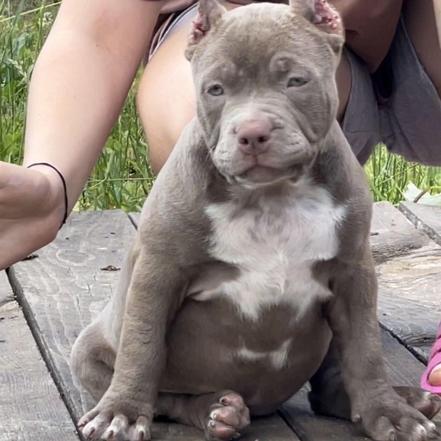 Американский булли девочка стандарт / классик