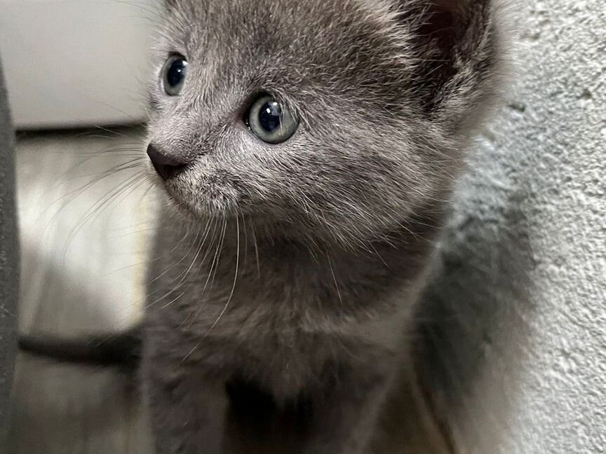 Британские котята