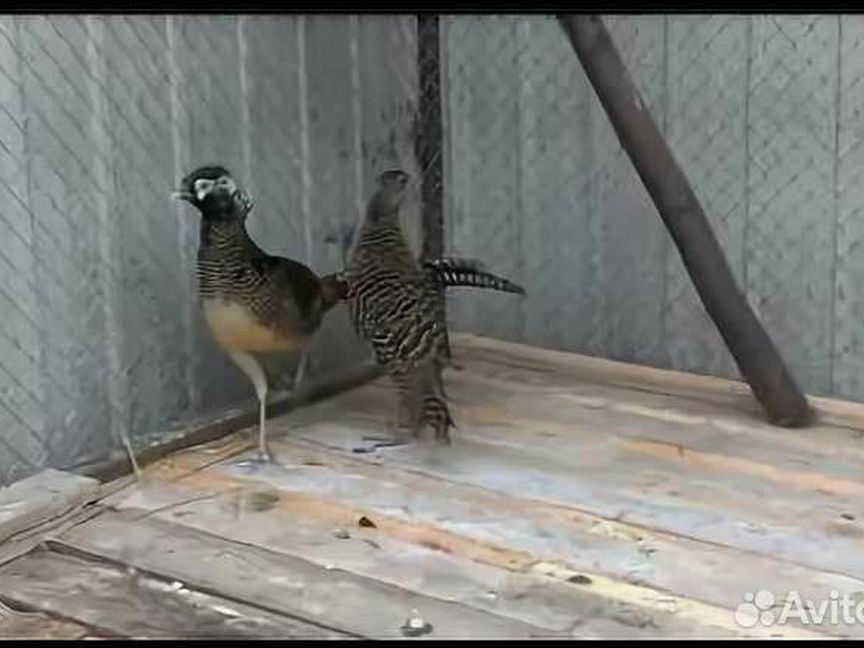 Фазаны алмаз-ые