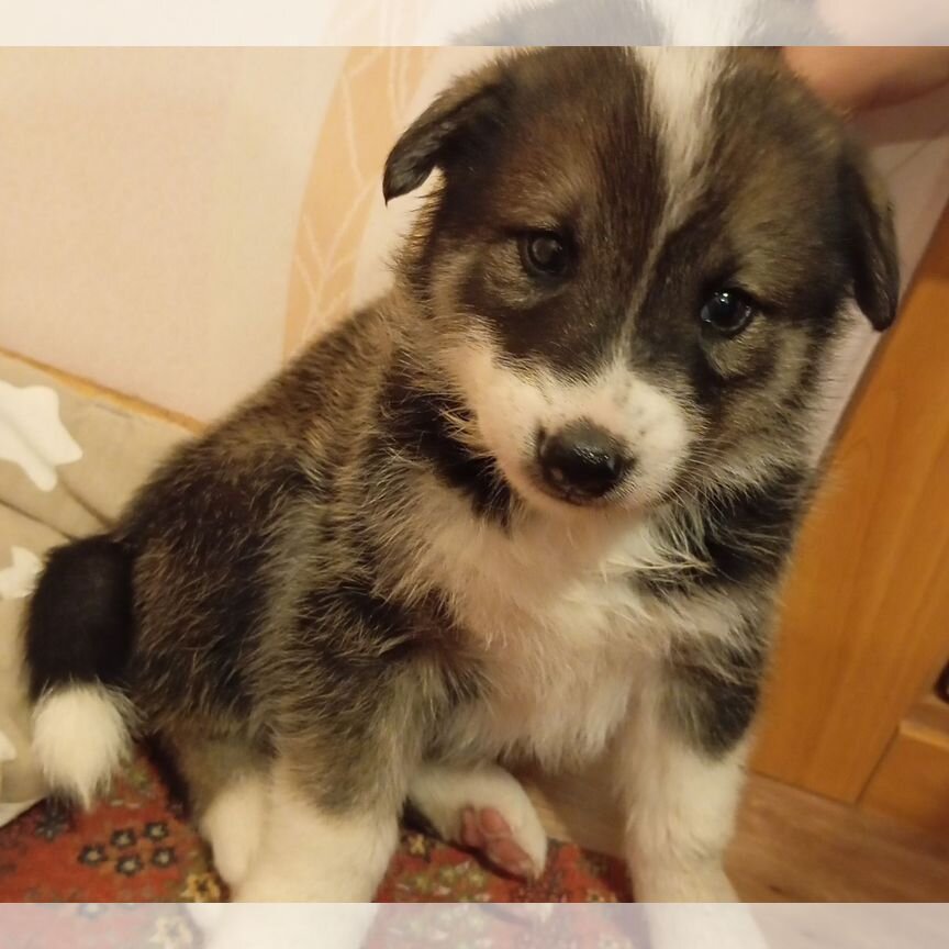 Йоркширский терьер, щенок