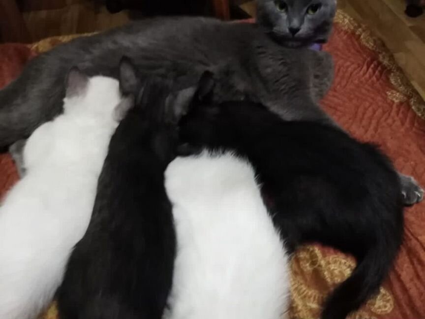Котята в добрые руки