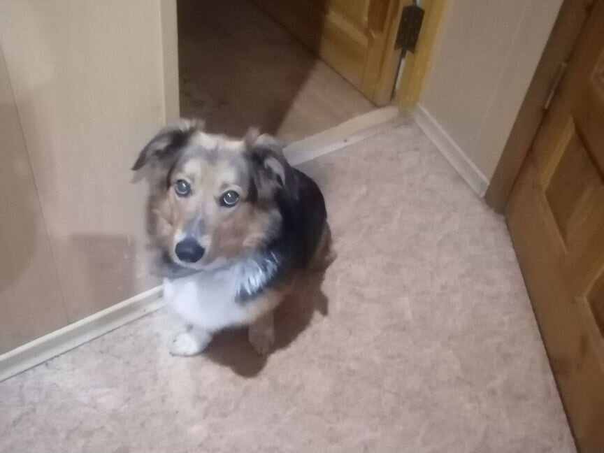 Собака в добрые руки отдам бесплатно