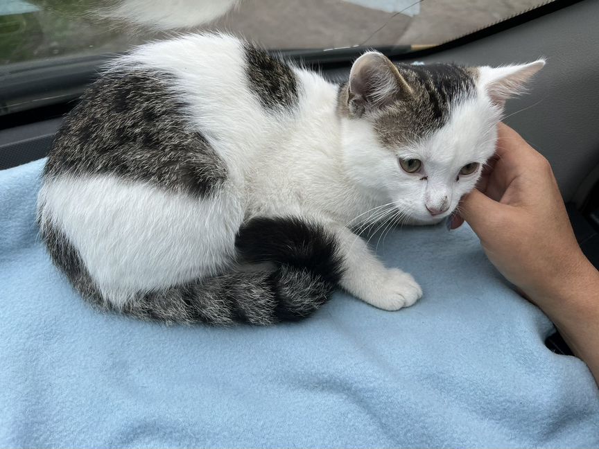 Котята в добрые руки бесплатно