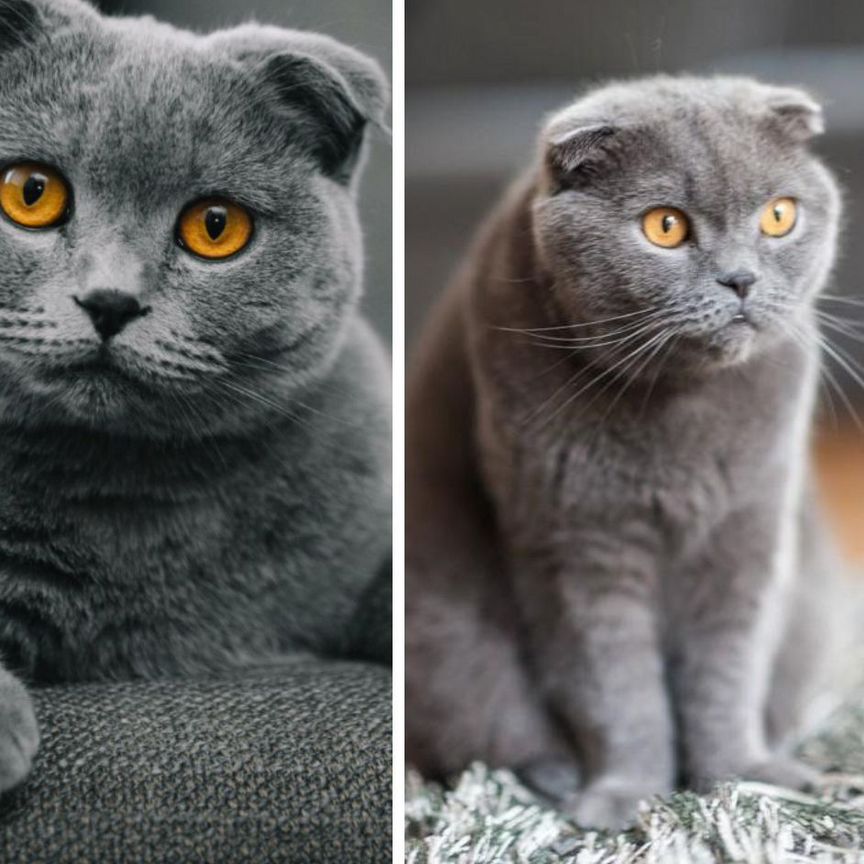 Кошечка ищет добрых хозяив