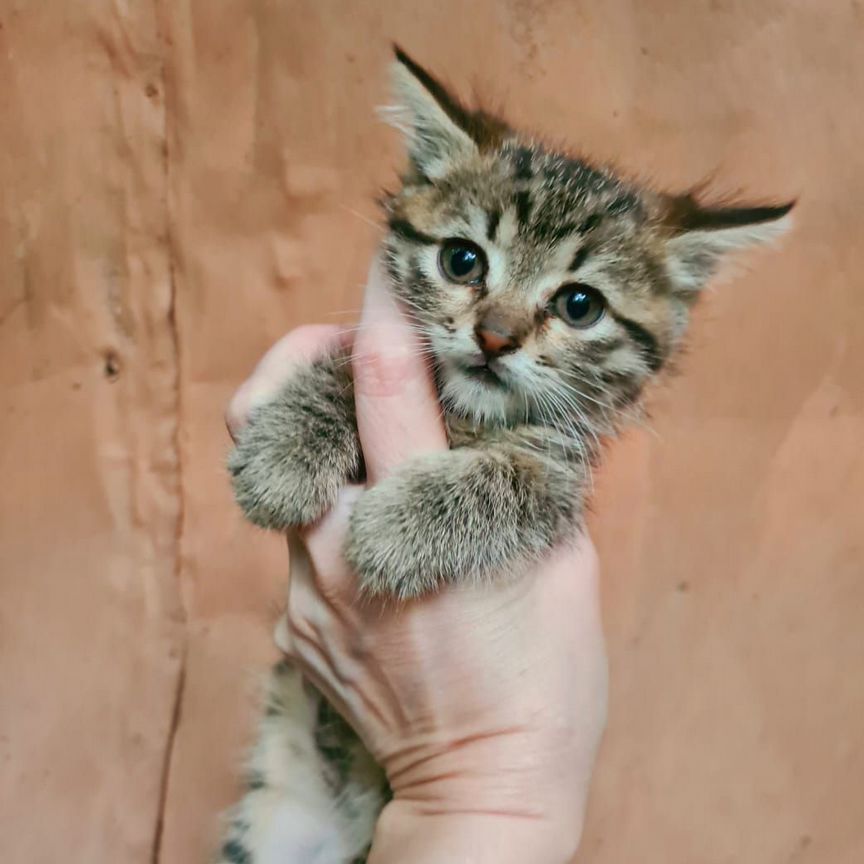 Котята в дар