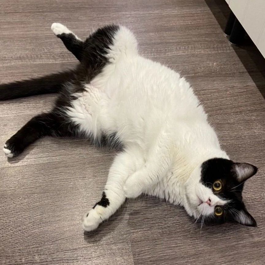 Кошечка