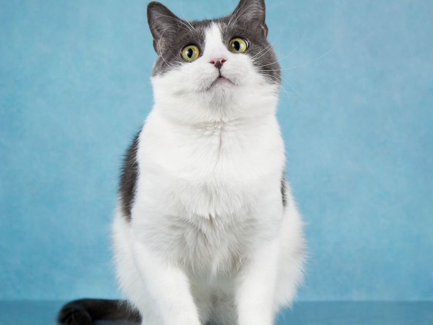 Котик Марсик