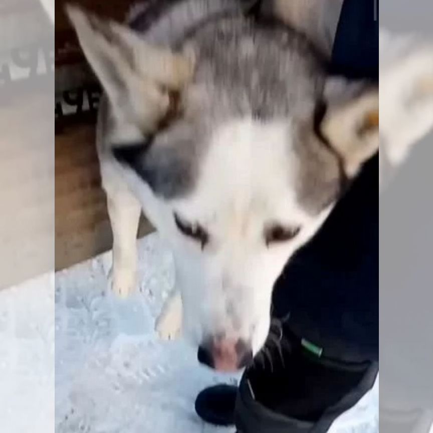 Взрослая собака в добрые руки