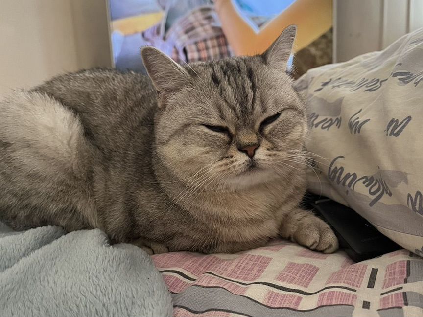 Кошка в заботливые руки