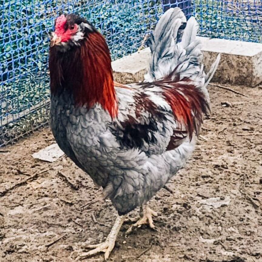 Амераукана молодой петушок