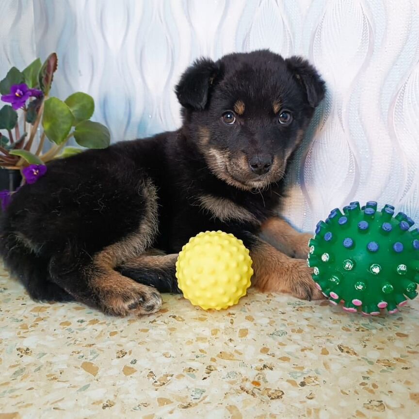 Щенок маркиз