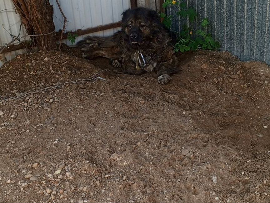 Кавказская овчарка в добрые руки