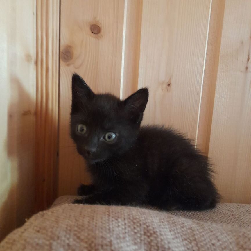 Кошка котенок черная