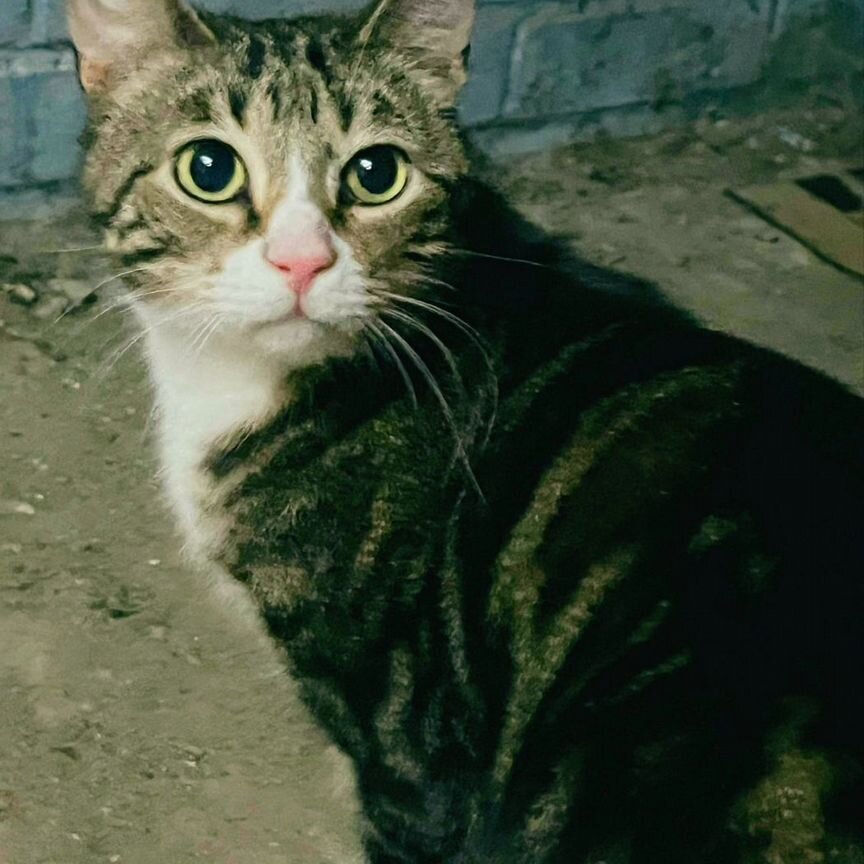 Котик-подросток ищет дом