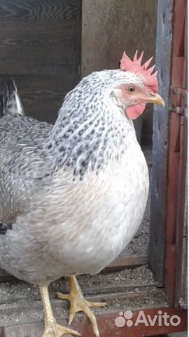 Курица наседка